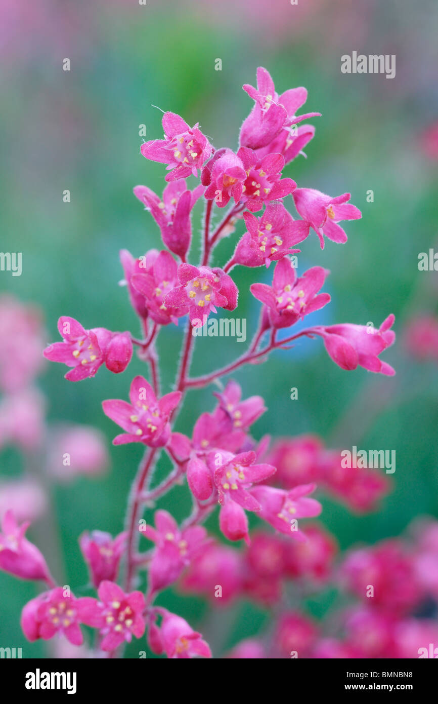 Saxifragaceae hi-res stock photography and images - Alamy
