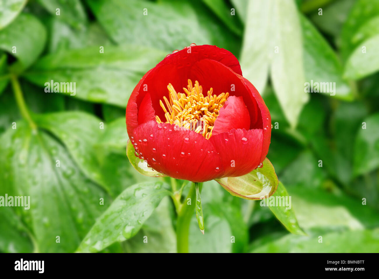 European peony hi-res stock photography and images - Alamy