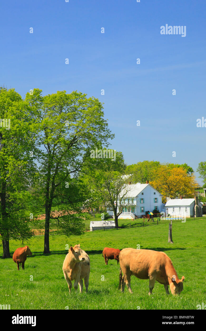 Locust grove hi-res stock photography and images - Alamy