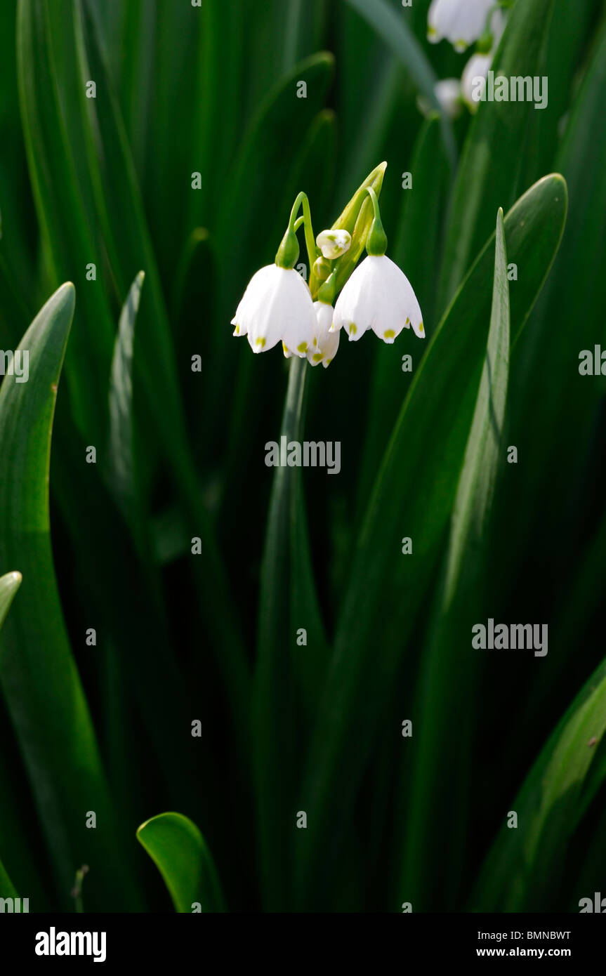 Leucojum aestivum Gravetye Giant Summer snowflake flowers small bell ...