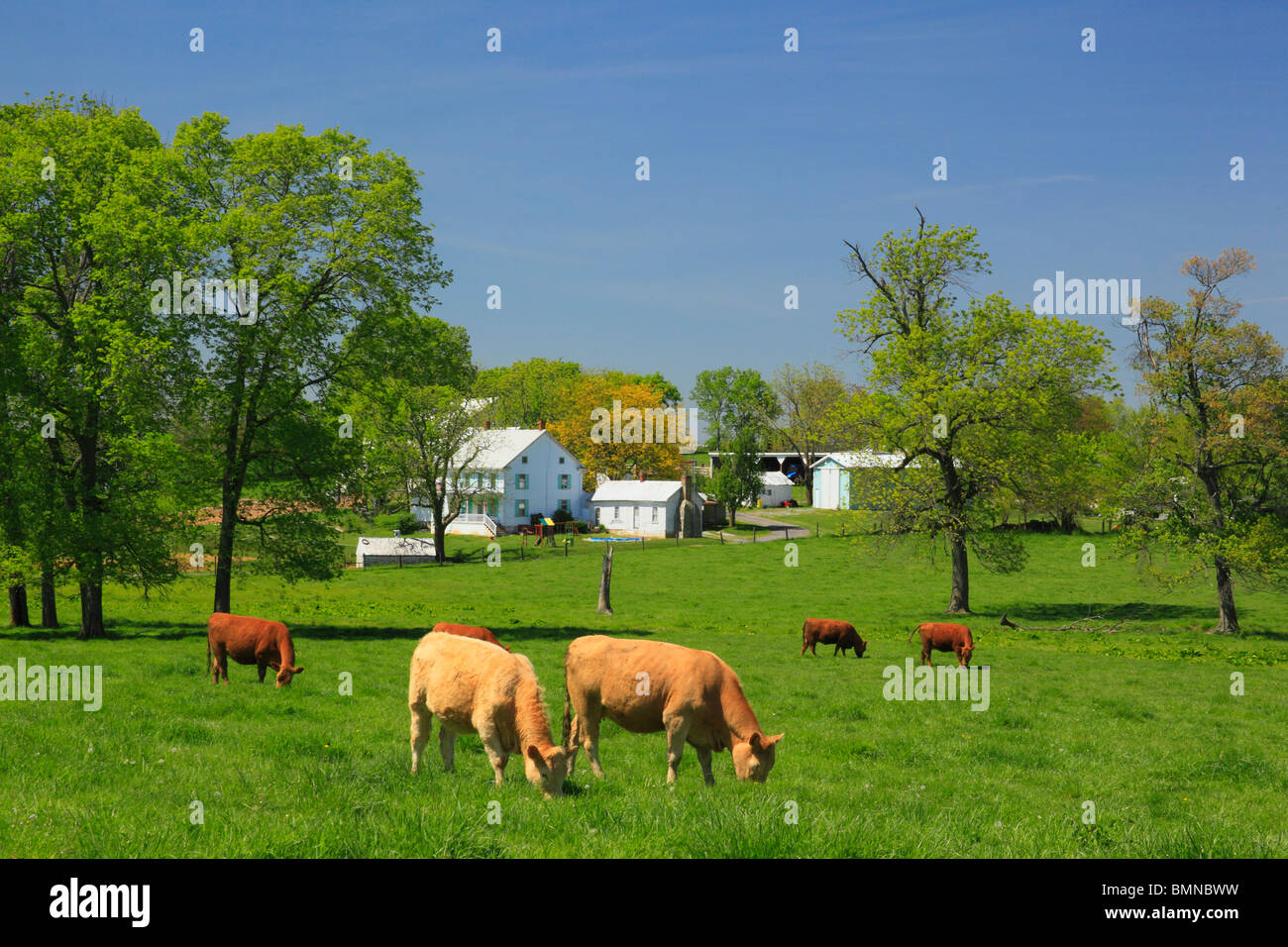 Locust grove hi-res stock photography and images - Alamy