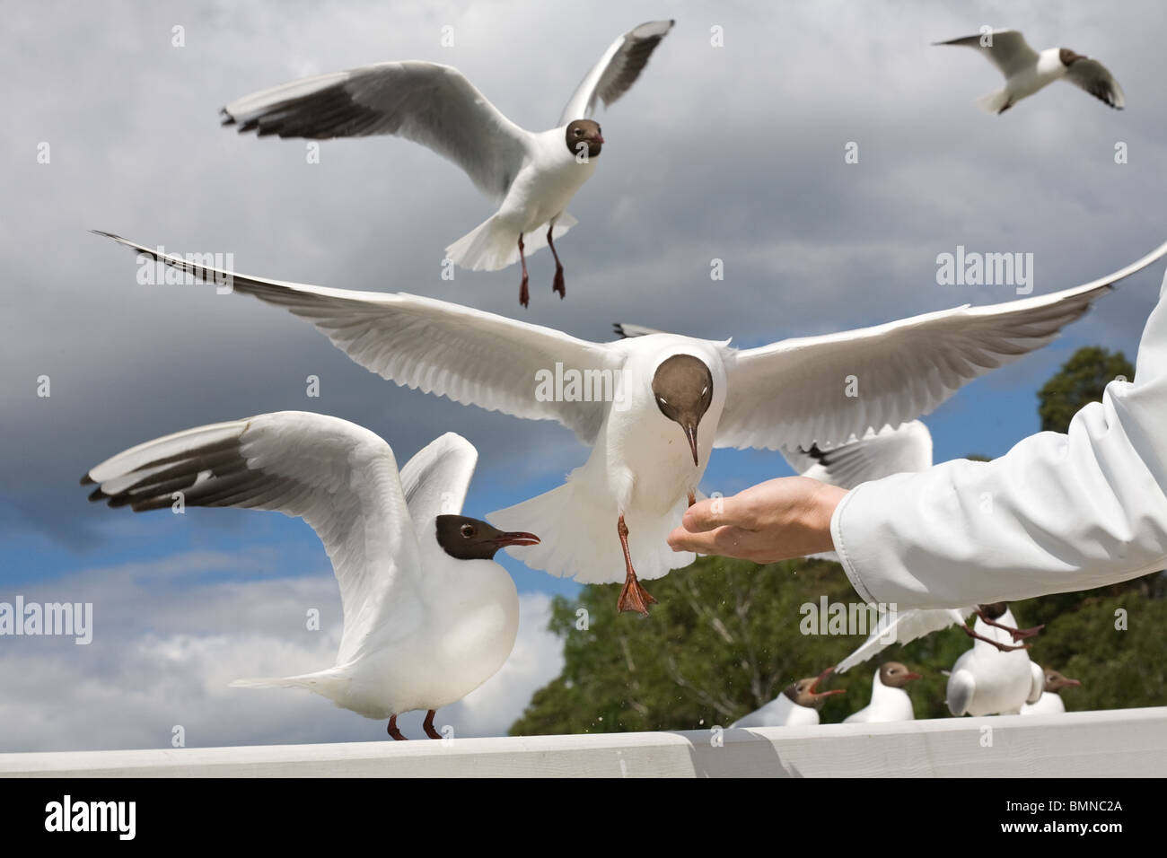 Bird flying from hand hi-res stock photography and images - Alamy