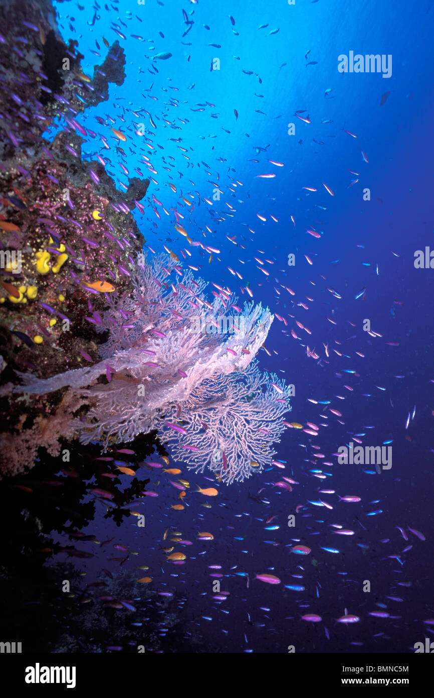 Tropical coral reef, Fiji, Pacific Ocean Stock Photo - Alamy