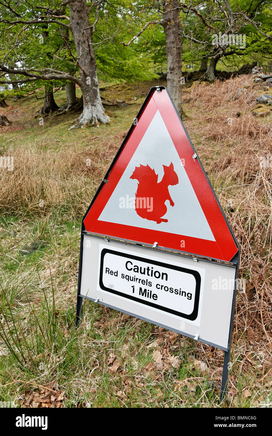 Caution- Red Squirrel crossing road sign. Dundonnell, Wester Ross ...