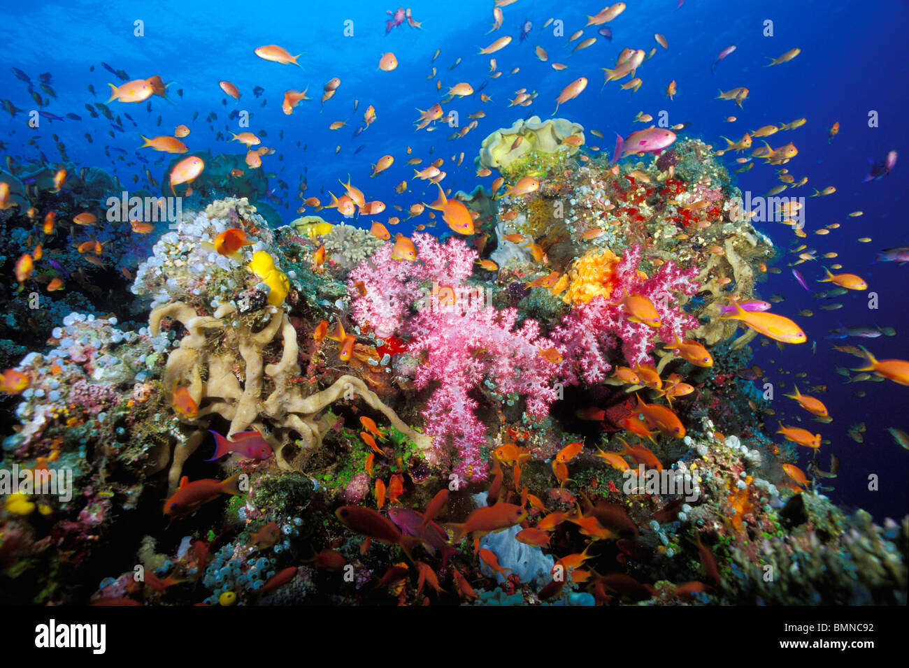 Tropical coral reef, Fiji, Pacific Ocean Stock Photo - Alamy