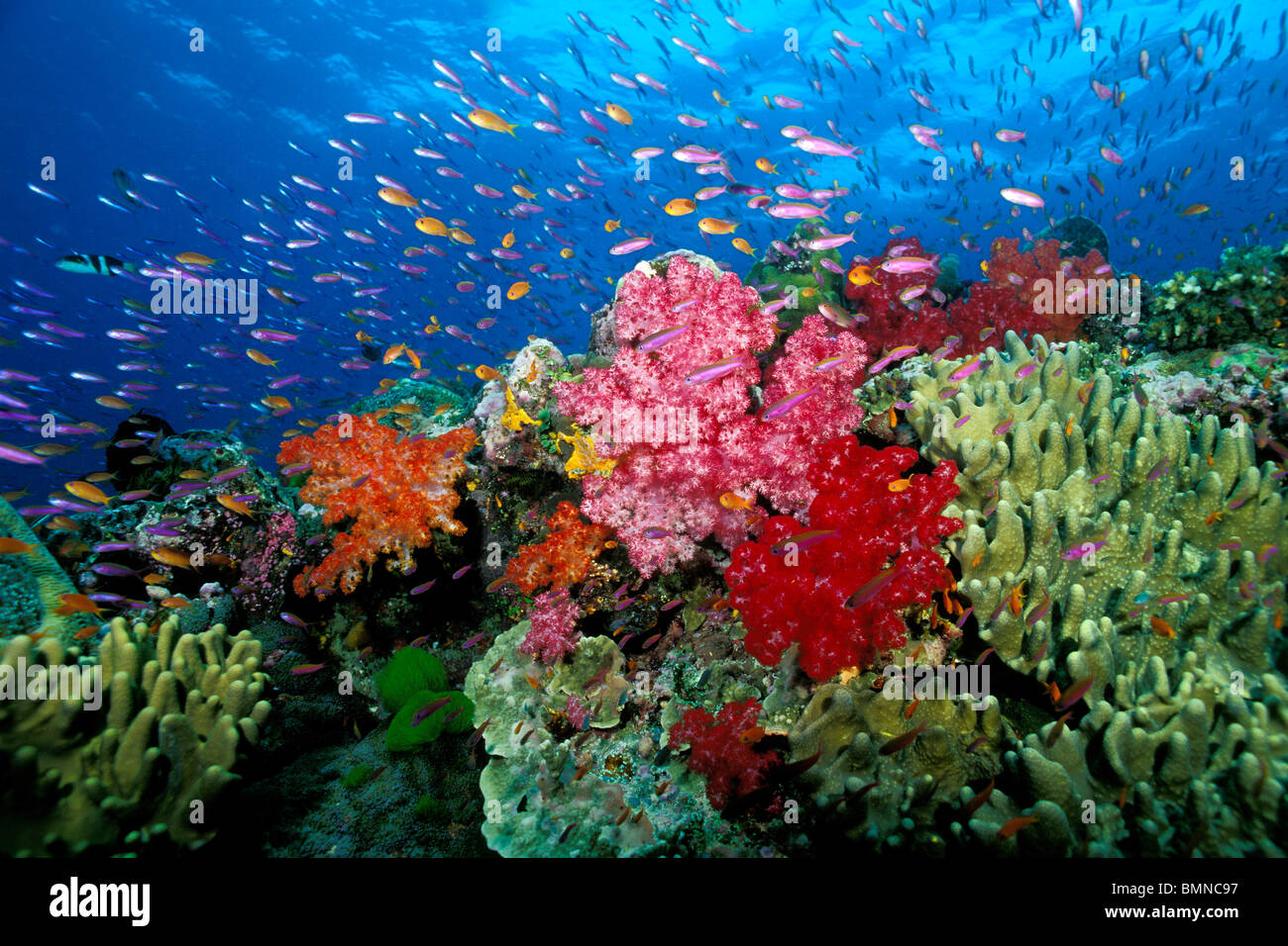 Tropical coral reef, Fiji, Pacific Ocean Stock Photo - Alamy