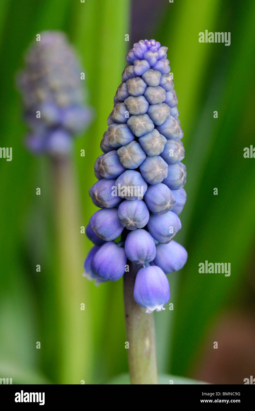 Muscari armeniacum Grape hyacinth blue flowers spring perennial bulb ...