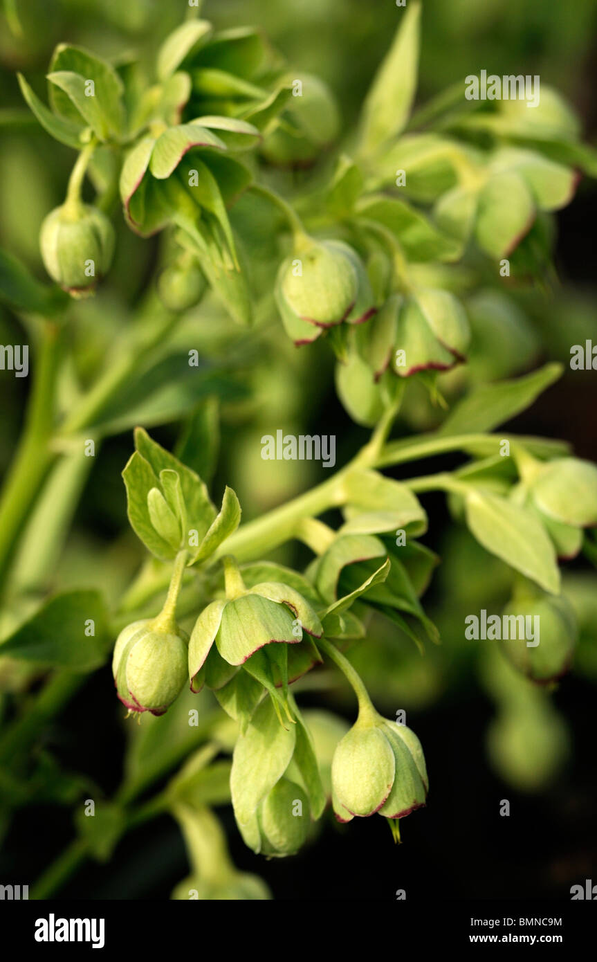 Group of hellebore flowers hi-res stock photography and images - Alamy