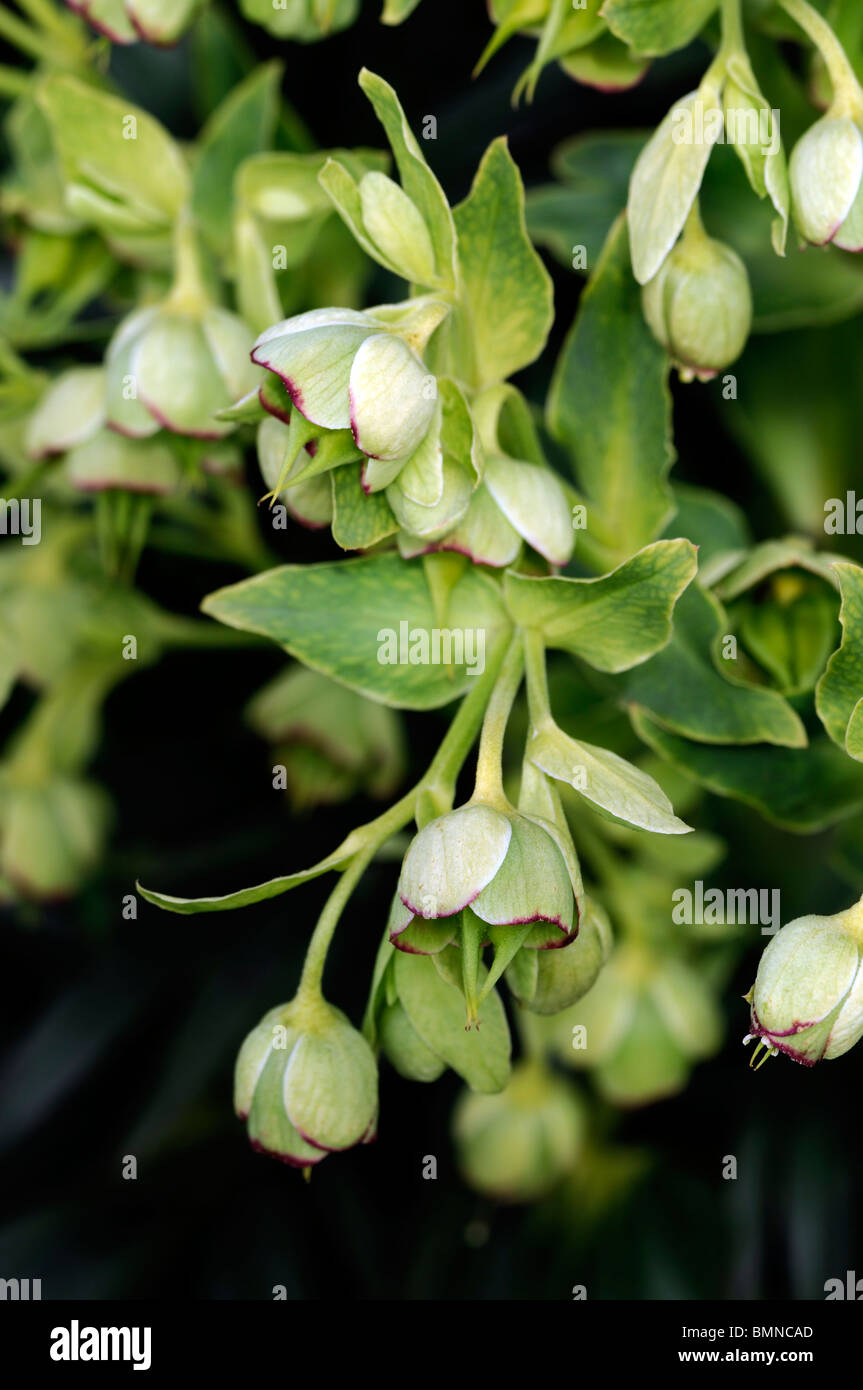 helleborus foetidus stinking hellebore flowers bunch group spring ...