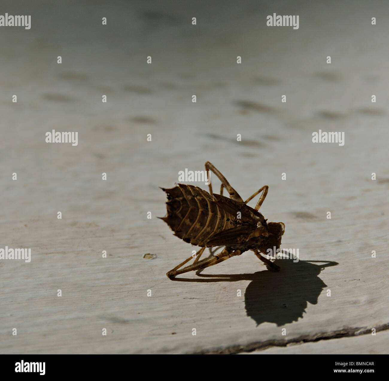 Dragonfly nymph hi-res stock photography and images - Alamy