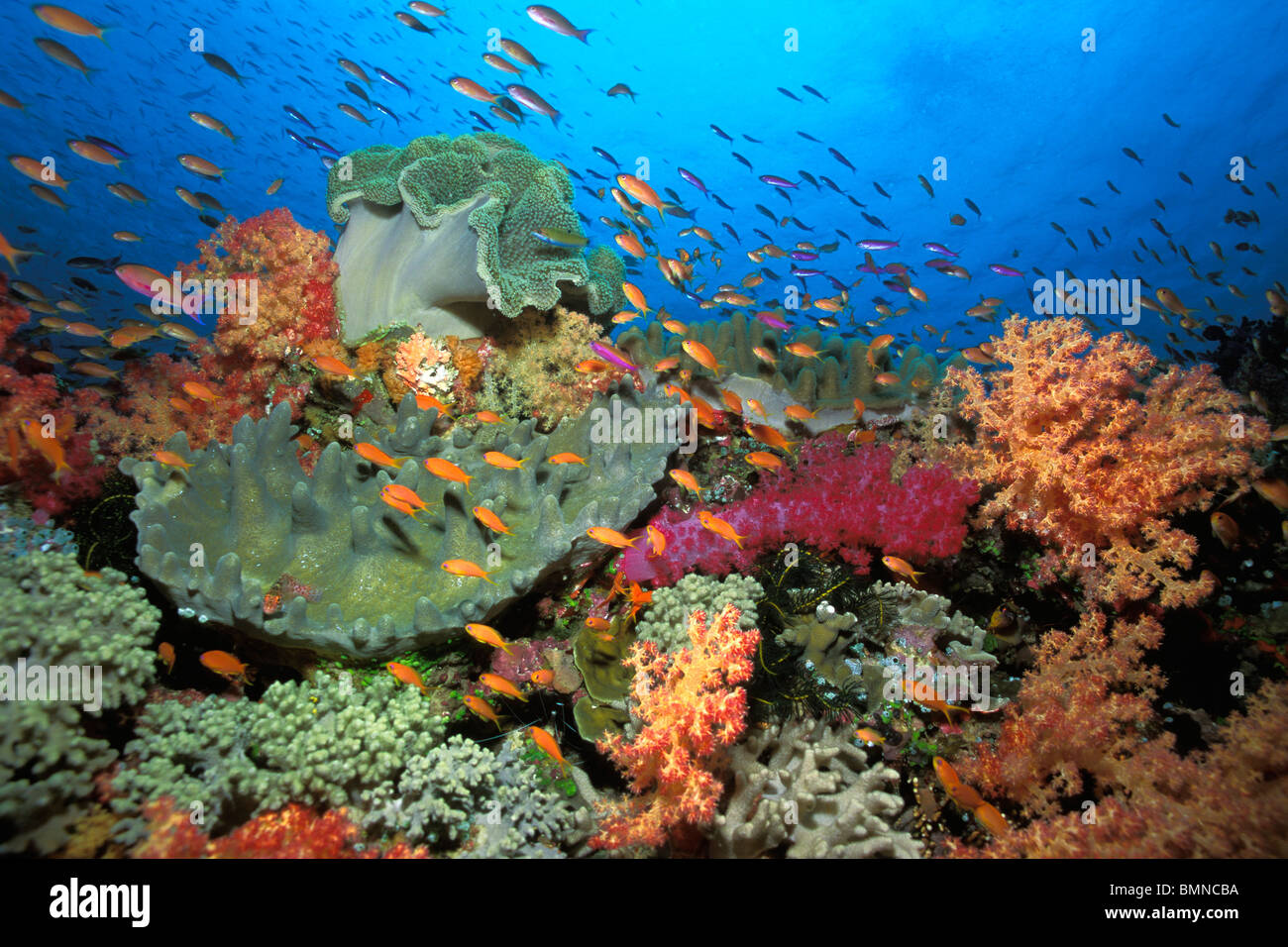Tropical coral reef, Fiji, Pacific Ocean Stock Photo - Alamy