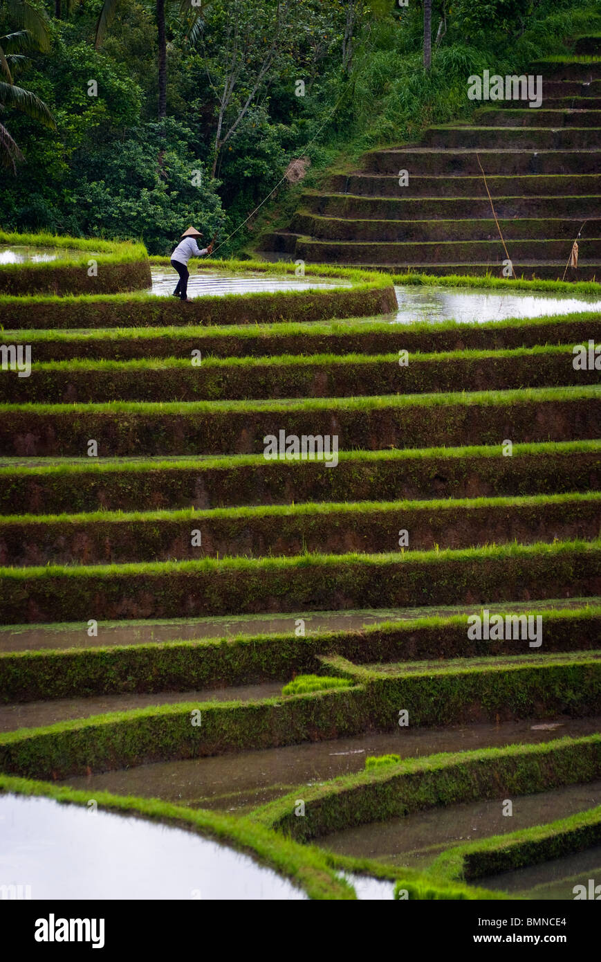 Preparing the ground for new rice at the magnificent Belimbing terraced ...