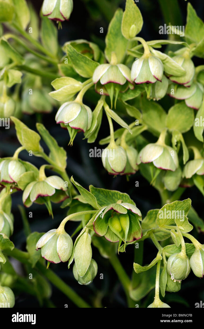 helleborus foetidus stinking hellebore flowers bunch group spring ...