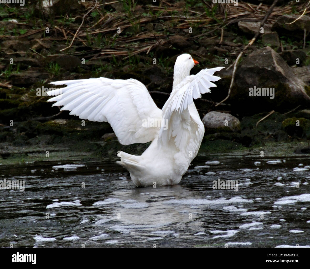 Adult white goose wings hi-res stock photography and images - Alamy