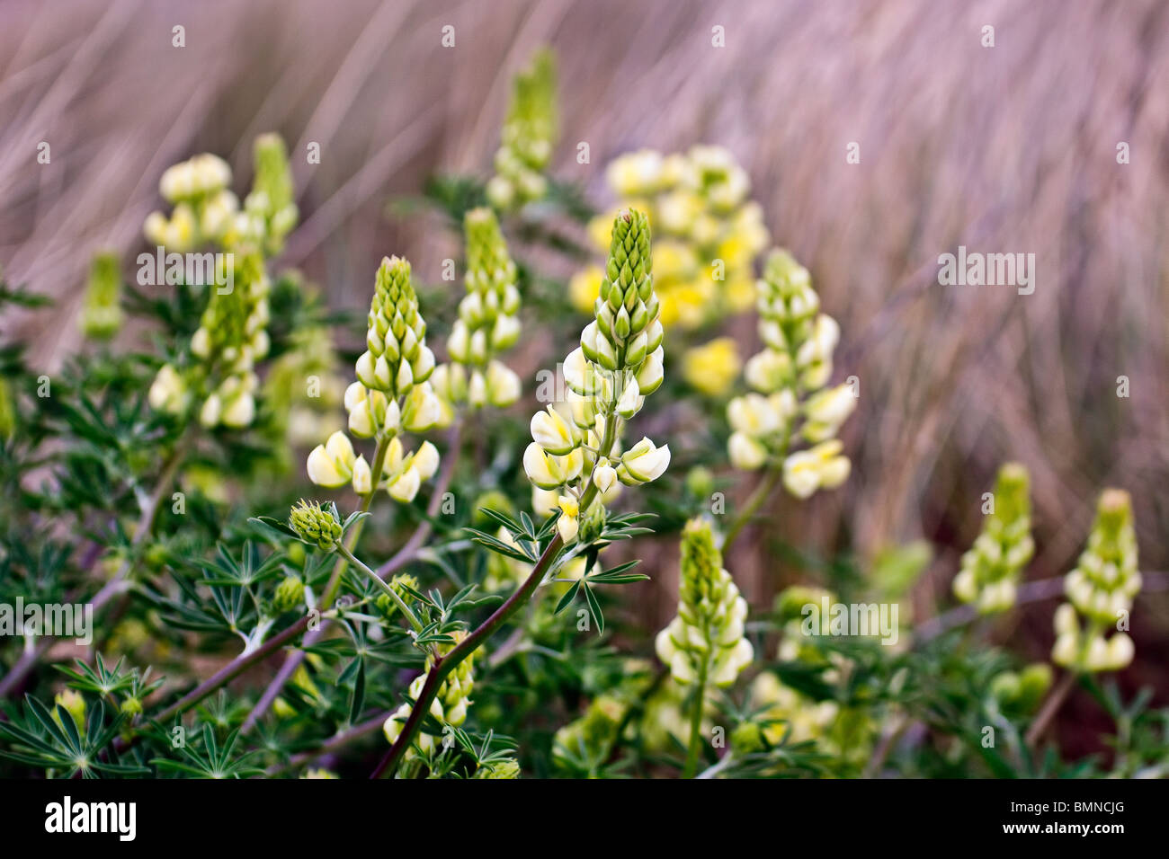 Yellow Bush Lupin (L. arboreus) growing wild along the shore in Suffolk ...