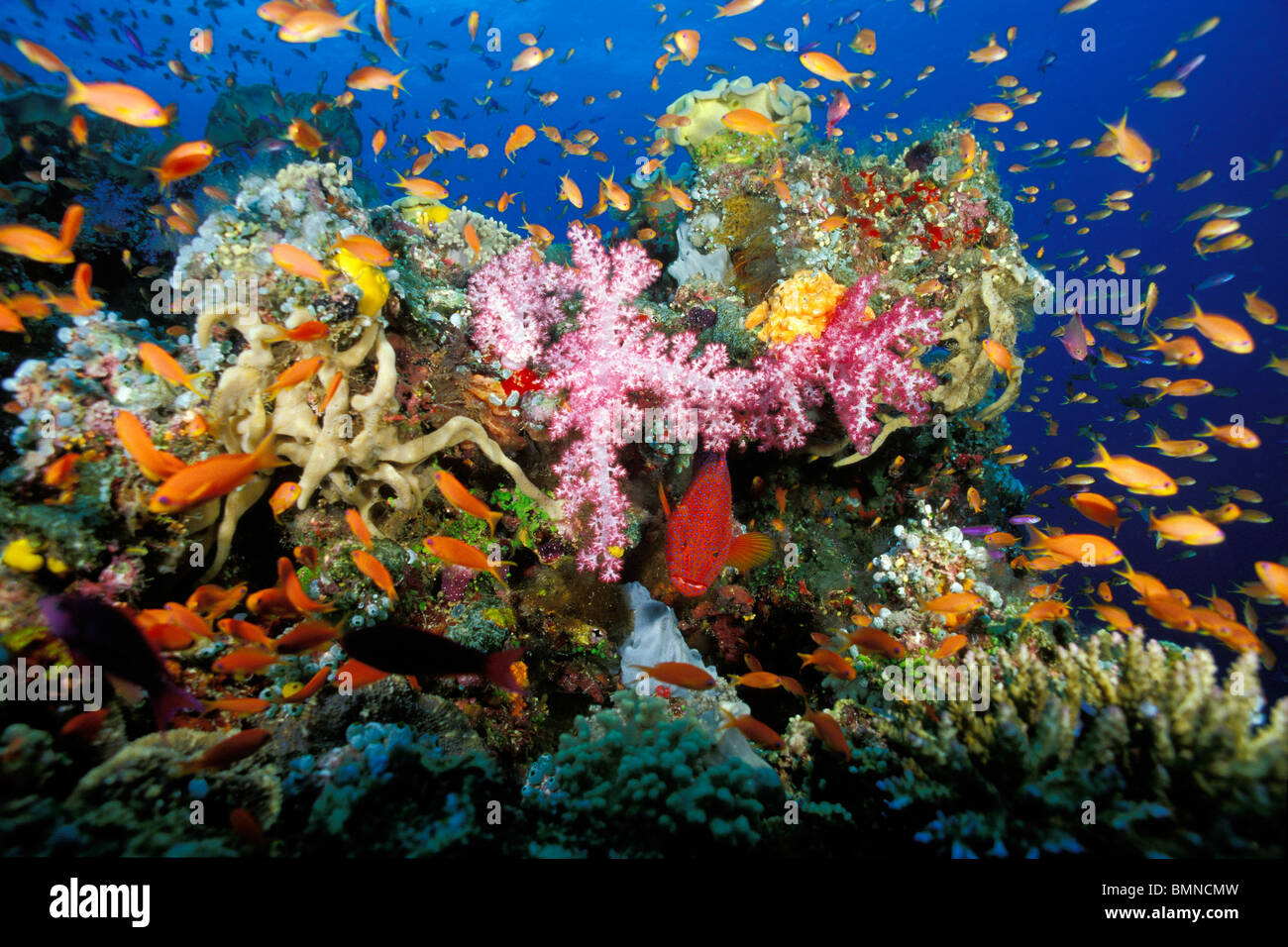 Fiji fish pink hi-res stock photography and images - Alamy