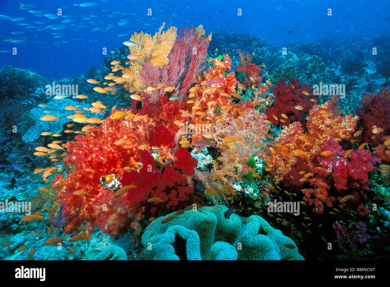 Tropical coral reef, Fiji, Pacific Ocean Stock Photo - Alamy