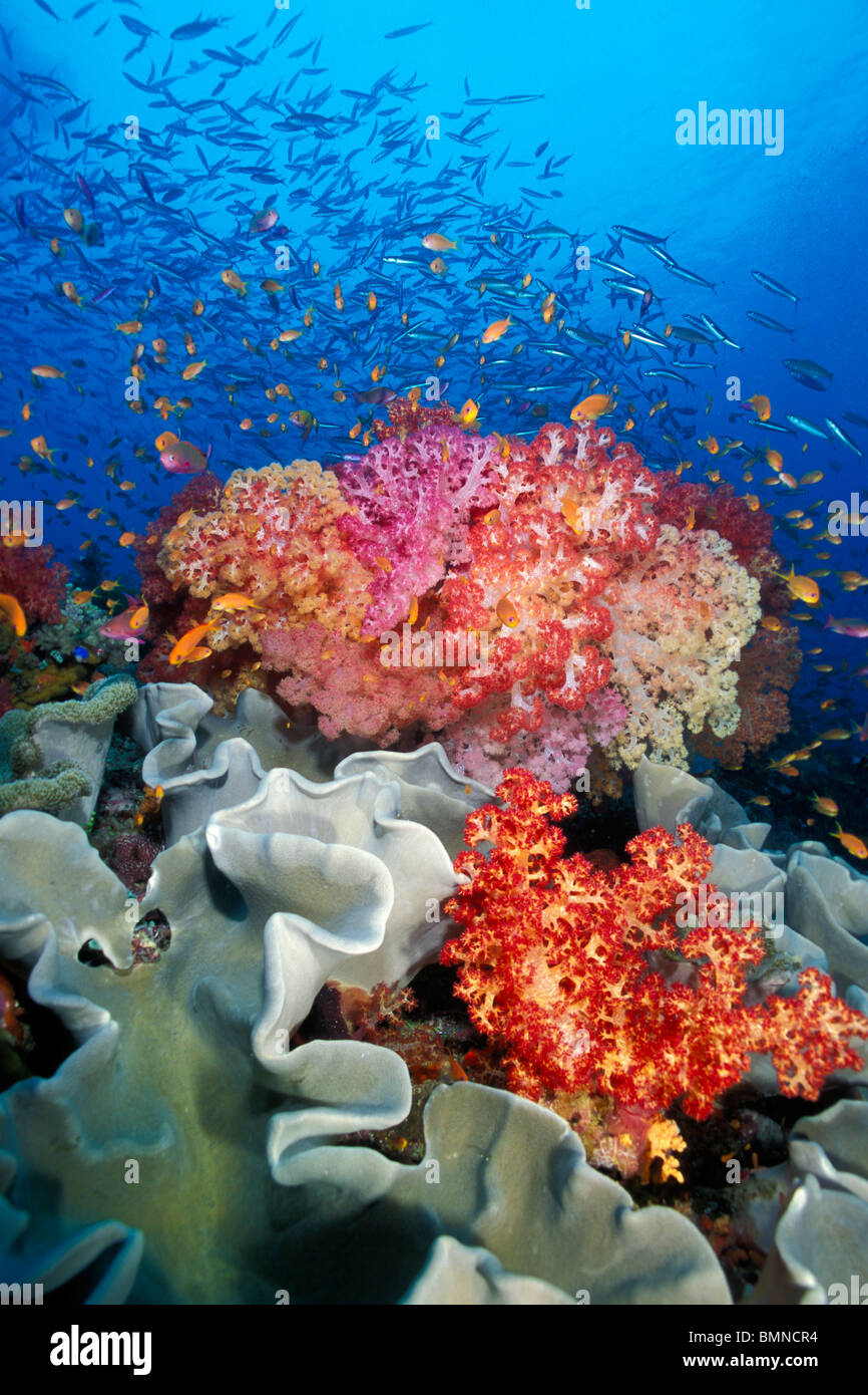 Tropical coral reef, Fiji, Pacific Ocean Stock Photo - Alamy