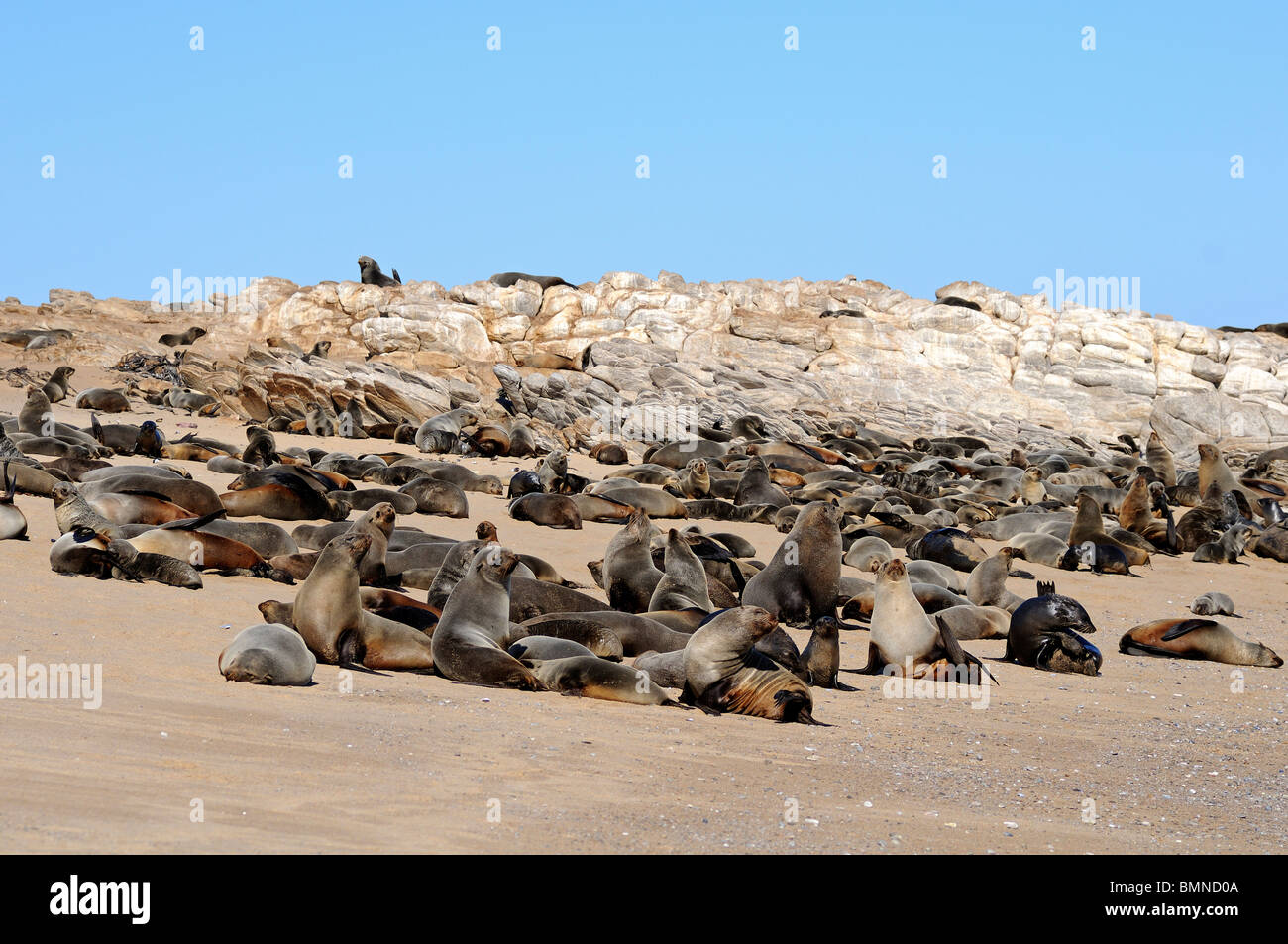 Kleinzee Cape Fur Seal colony, Arctocephalus pusillus, Kleinzee ...