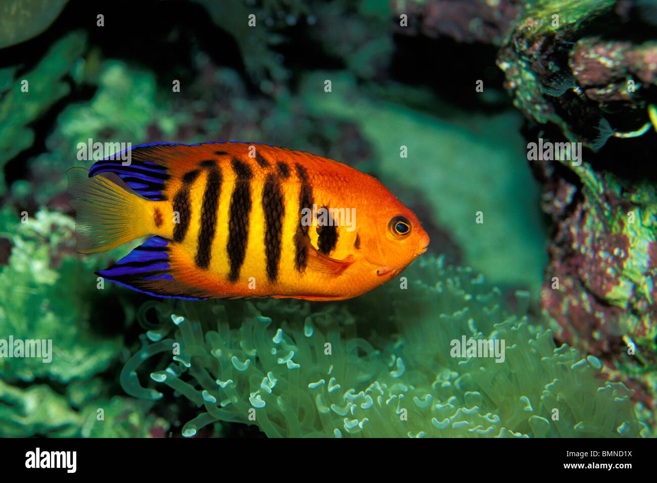 Flame angelfish, Centropyge loricula, Fiji, Pacific Ocean Stock Photo ...