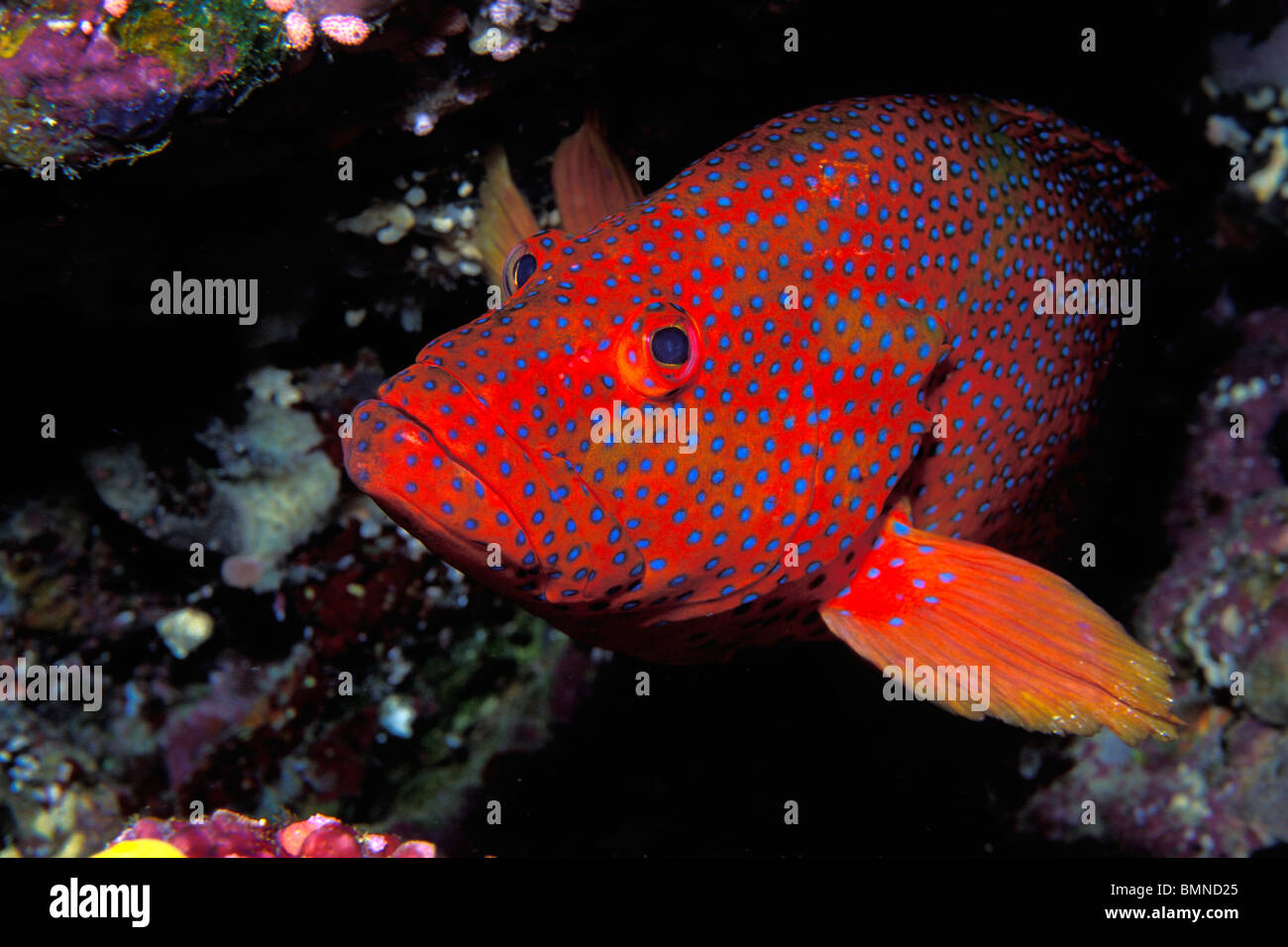 Coral cod, Cephalopholis miniata, Fiji, Pacific Ocean Stock Photo - Alamy