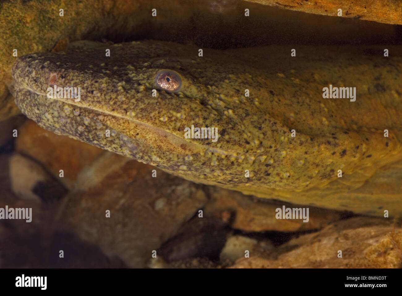 Hellbender (Cryptobranchus alleganiensis) New York - USA - Aquatic ...