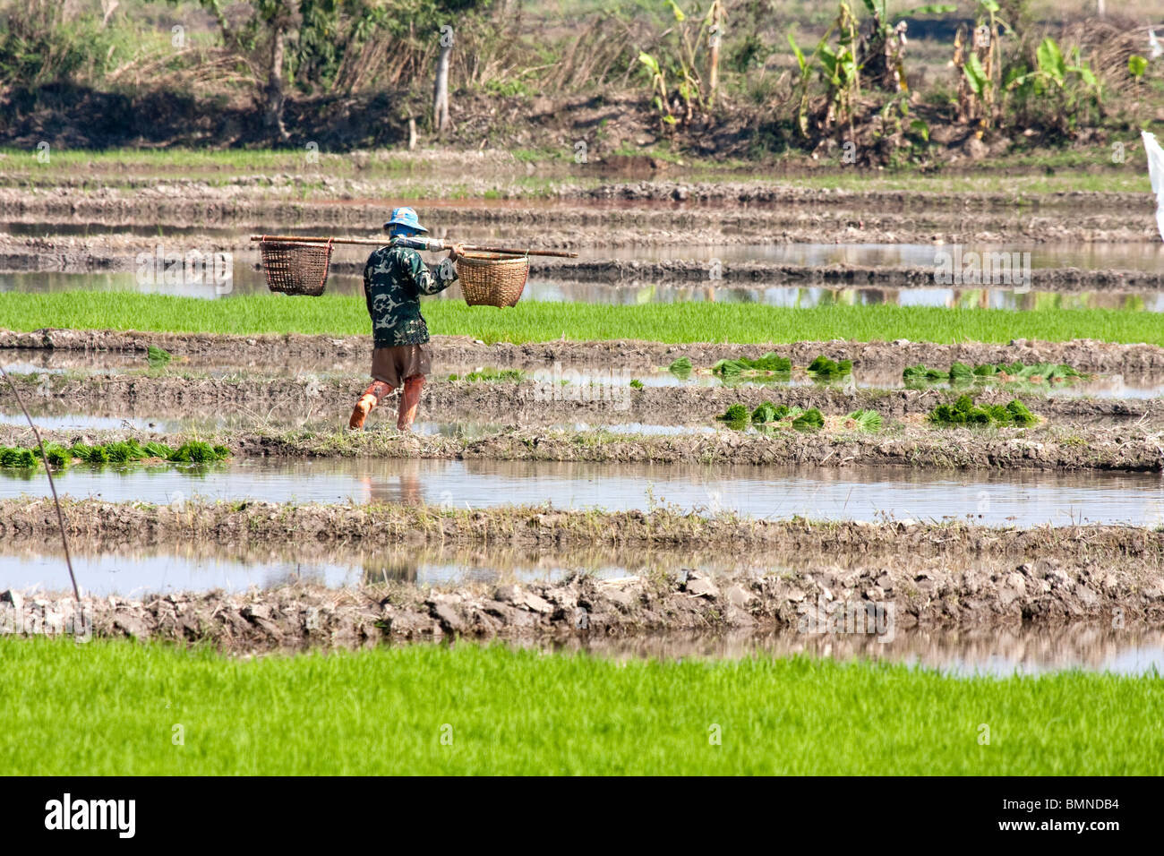 Worker in Paddy Field, Chiang Rai, Thailand Stock Photo - Alamy