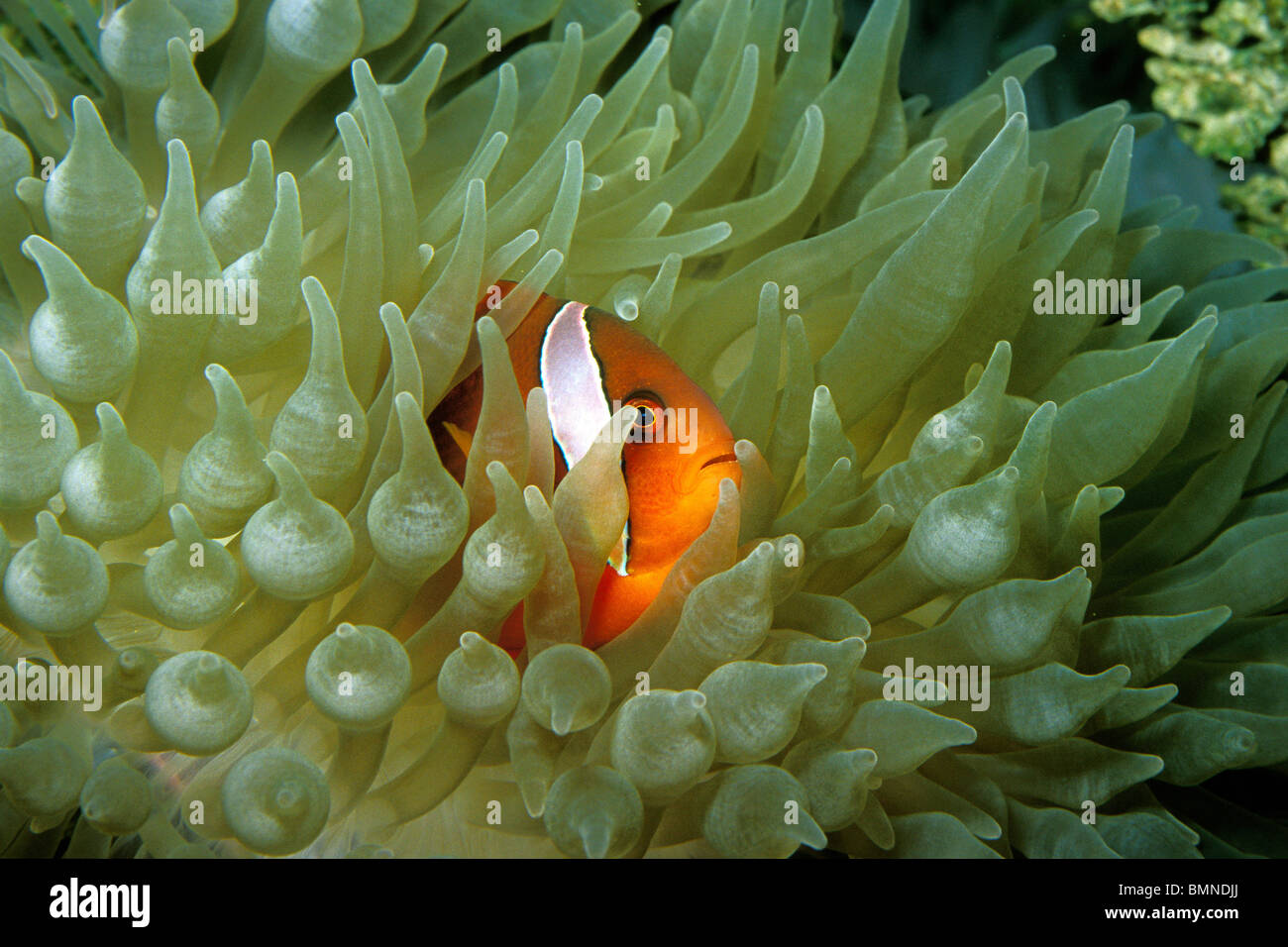 Tomato anemonefish, Amphiprion frenatus, Fiji, Pacific Ocean Stock ...