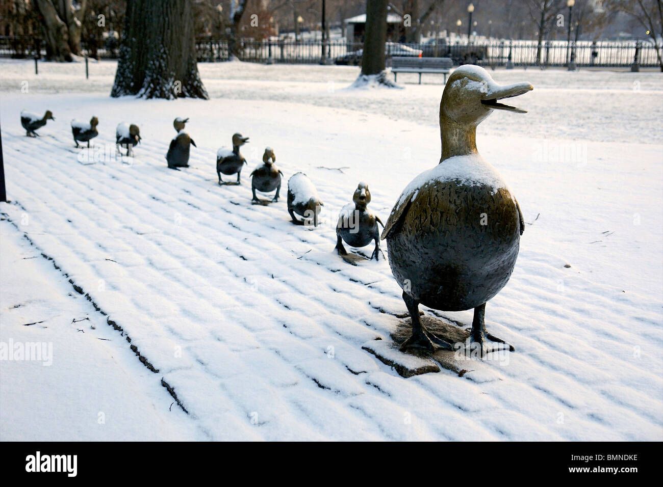Ducklings boston hi-res stock photography and images - Alamy