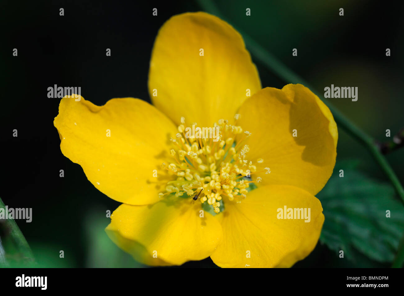 Kerria japonica japanese rose spring single yellow flower deciduous ...