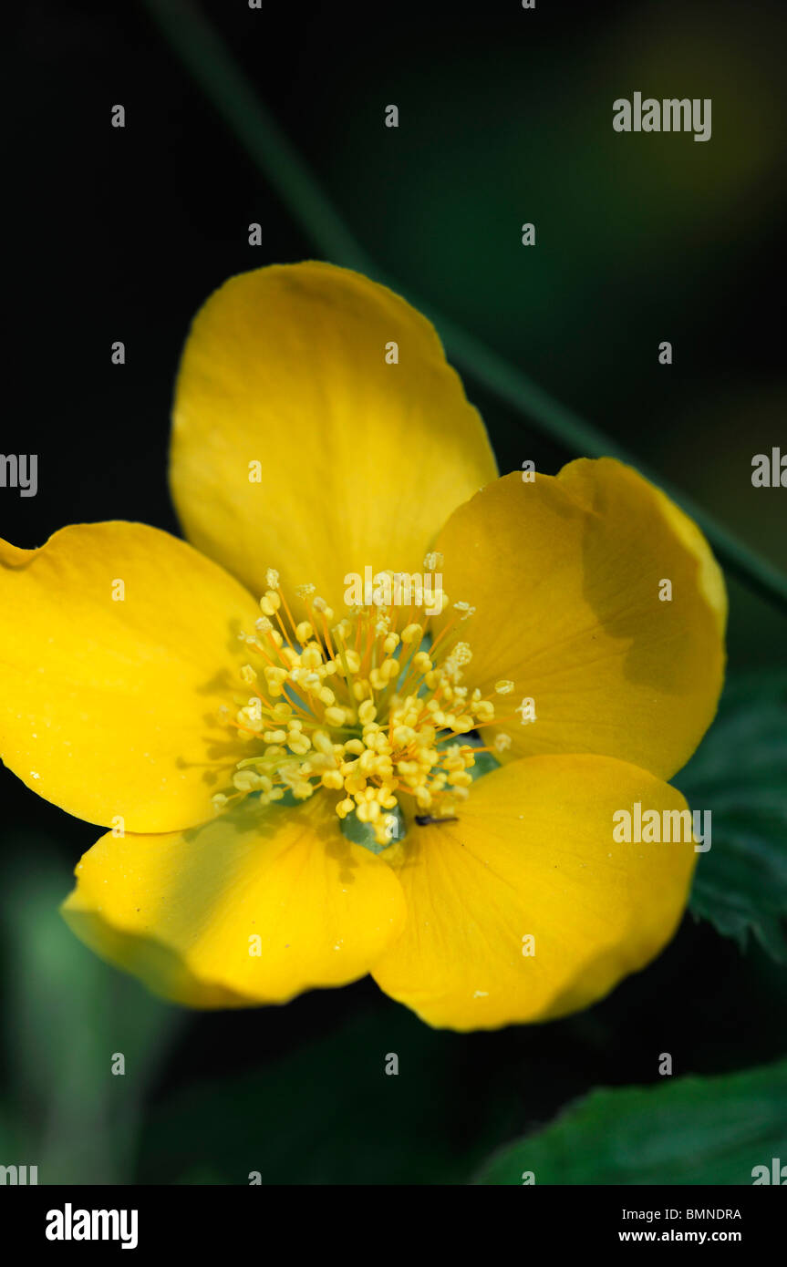 Kerria japonica japanese rose spring single yellow flower deciduous ...