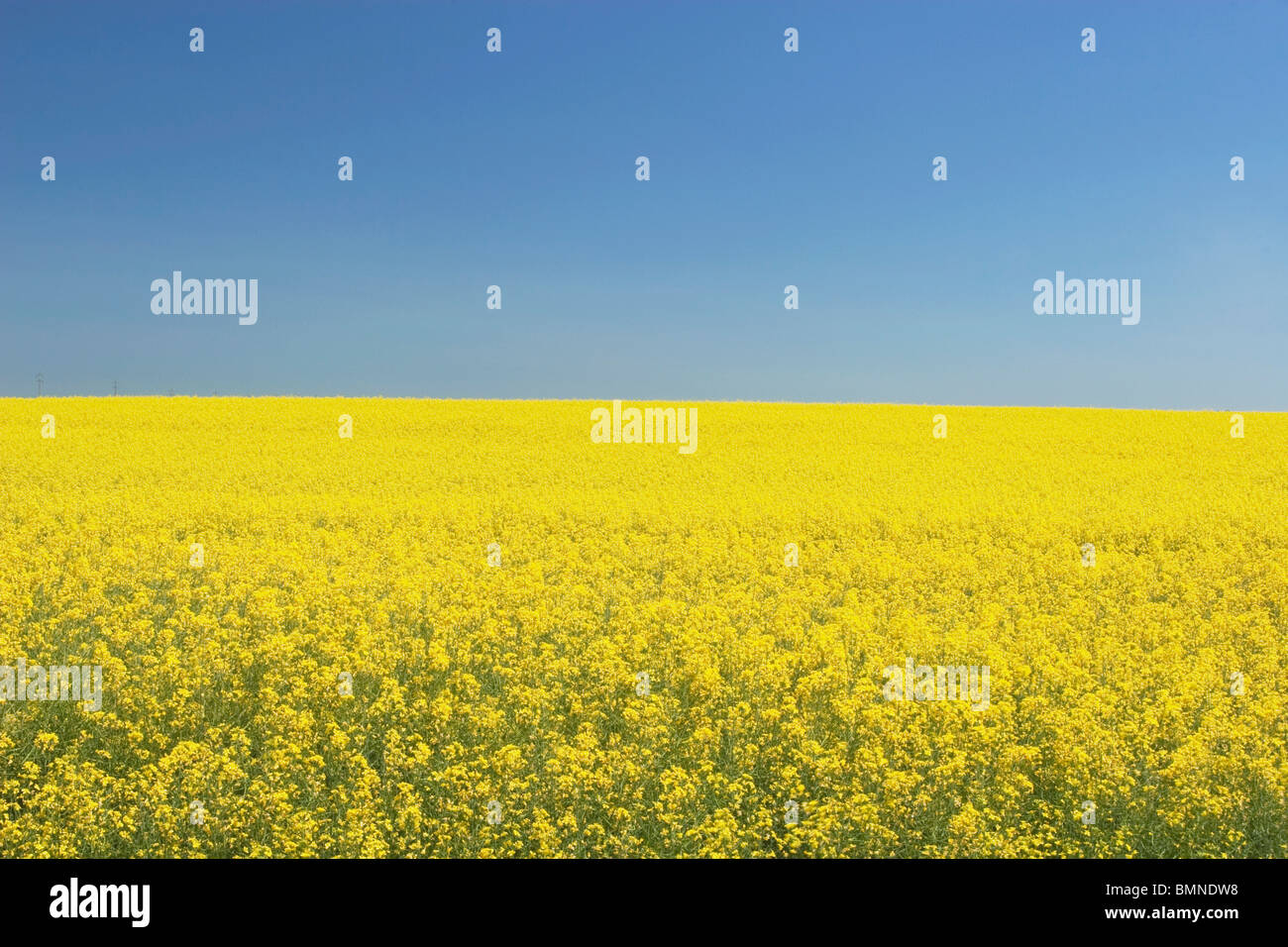 Flowering Canola, Central Alberta, Canada Stock Photo - Alamy
