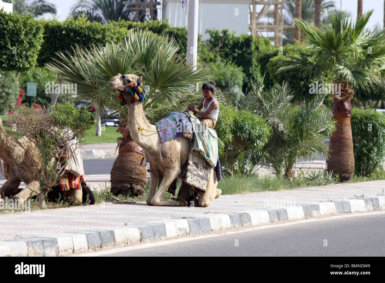 Boy riding camel in Sharm el Sheikh, Egypt Stock Photo - Alamy