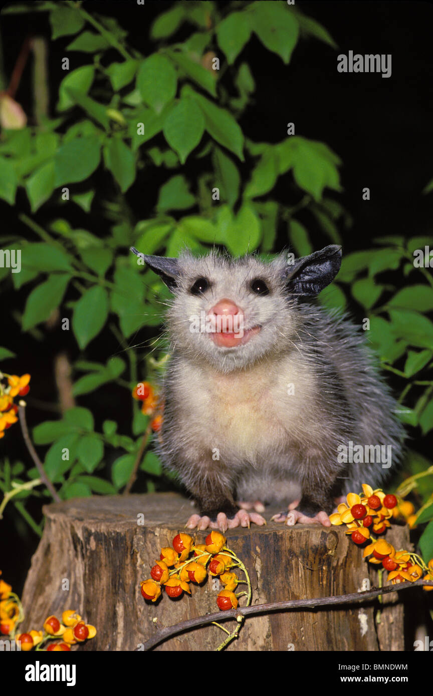 Young opossum (Didelphis marsupialis) smiling at camera while sitting ...