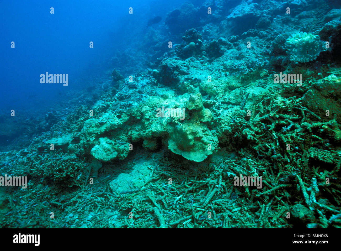 Destroyed Coral Reef