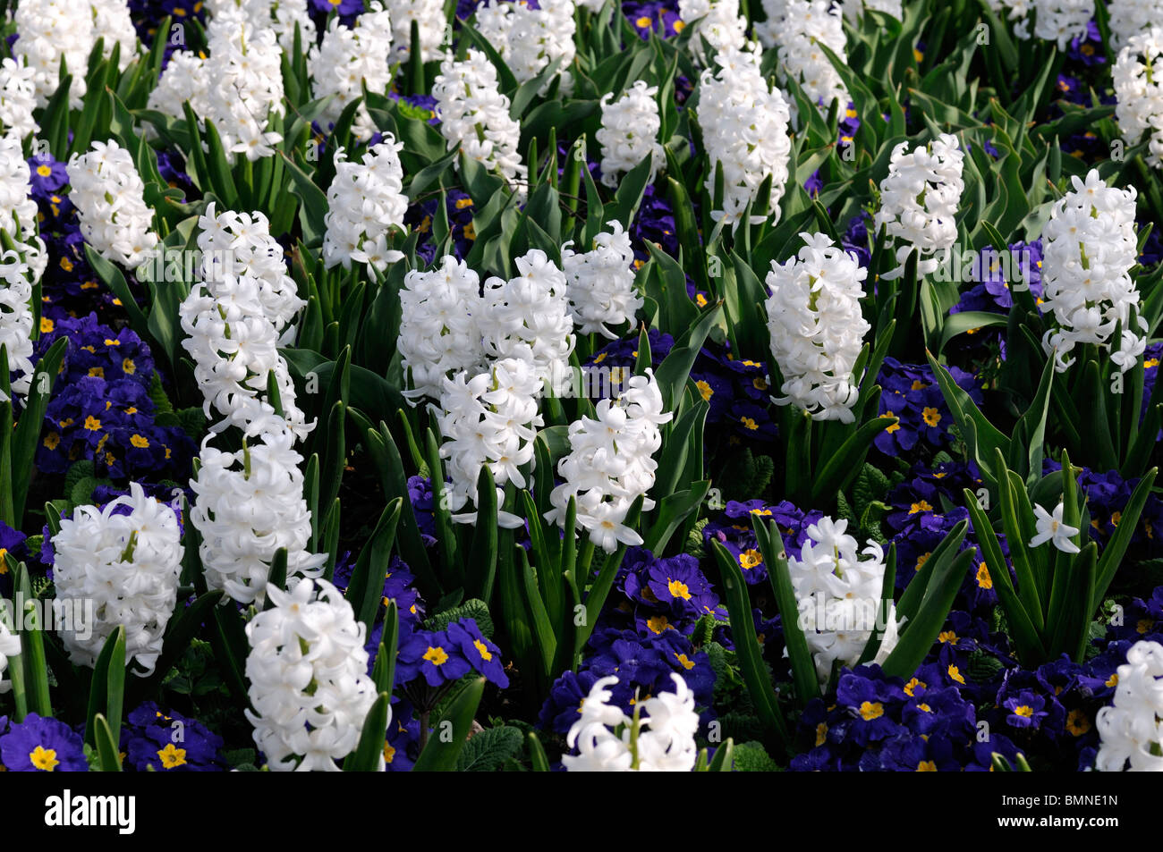 hyacinthus orientalis carnegie white primula polyanthus crescendo blue ...