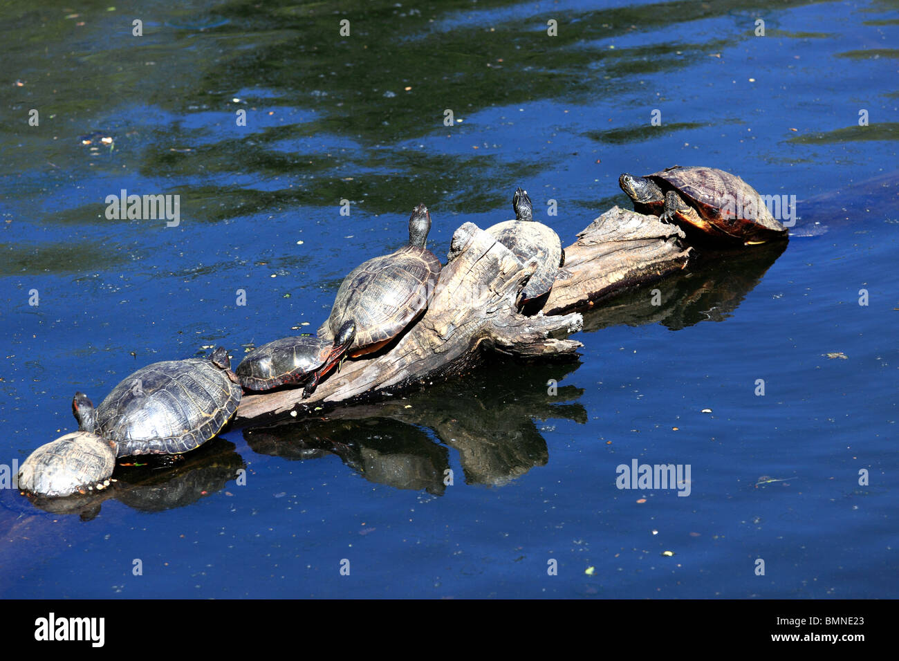 Turtles sunbathing hi-res stock photography and images - Alamy