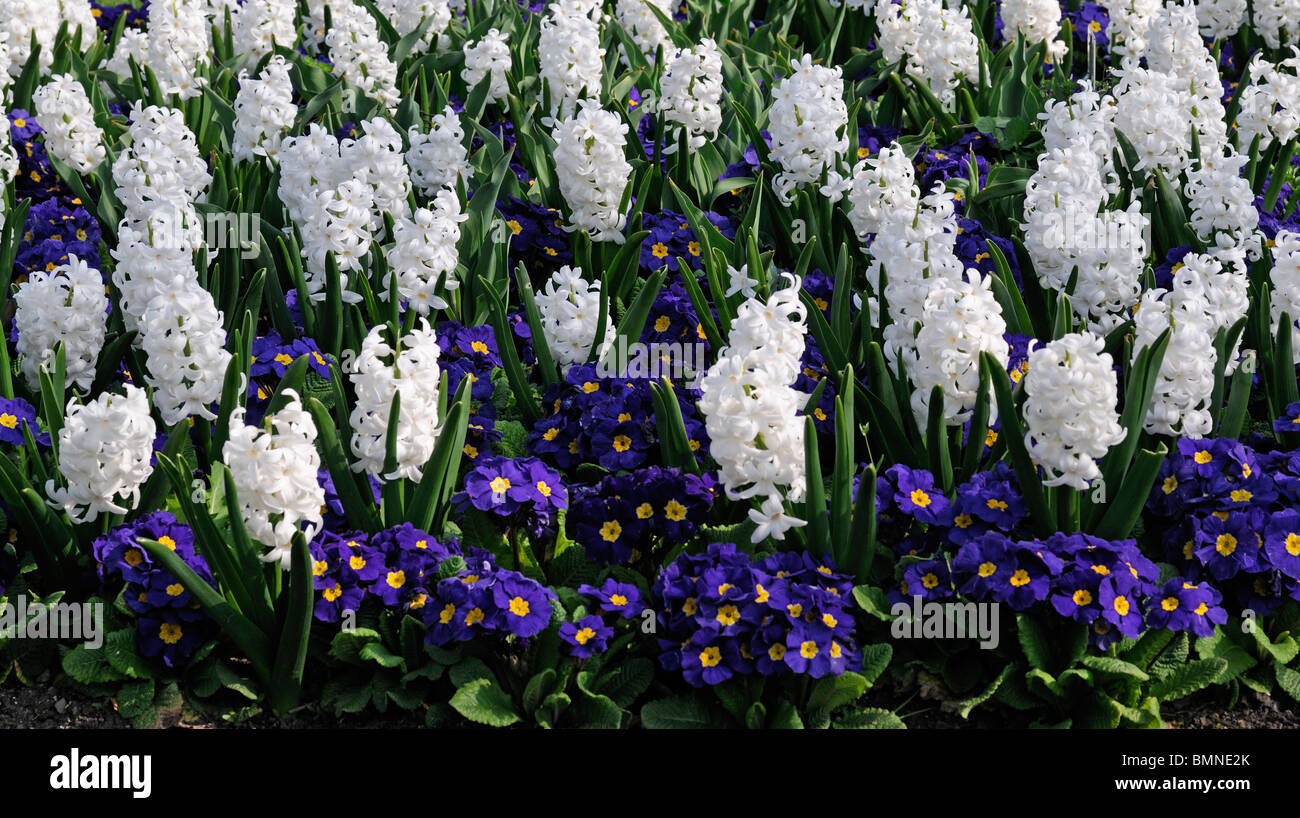hyacinthus orientalis carnegie white primula polyanthus crescendo blue ...