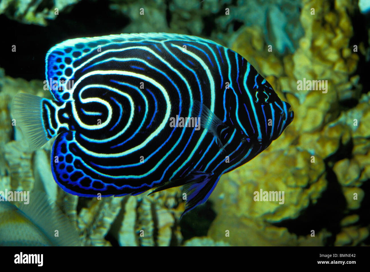Juvenile emperor angelfish, Pomacanthus imperator, Fiji, Pacific Ocean ... Juvenile emperor angelfish, Pomacanthus imperator, Fiji, Pacific Ocean ...