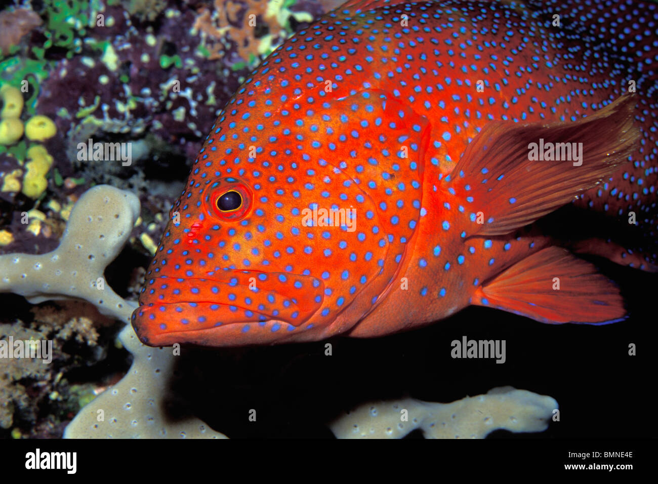 Coral cod, Cephalopholis miniata, Fiji, Pacific Ocean Stock Photo - Alamy