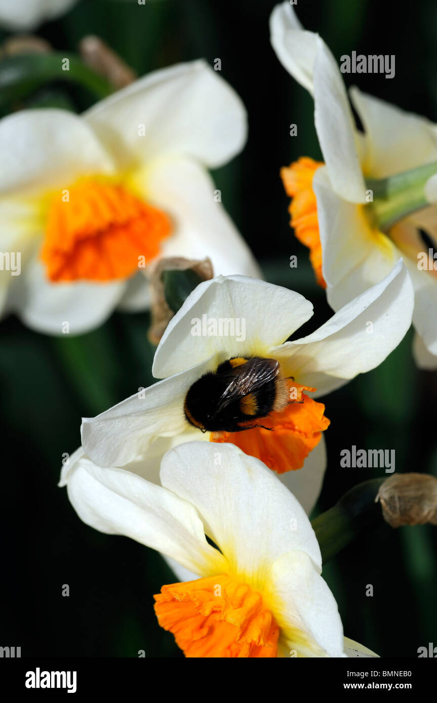 Bee daffodil hi-res stock photography and images - Alamy