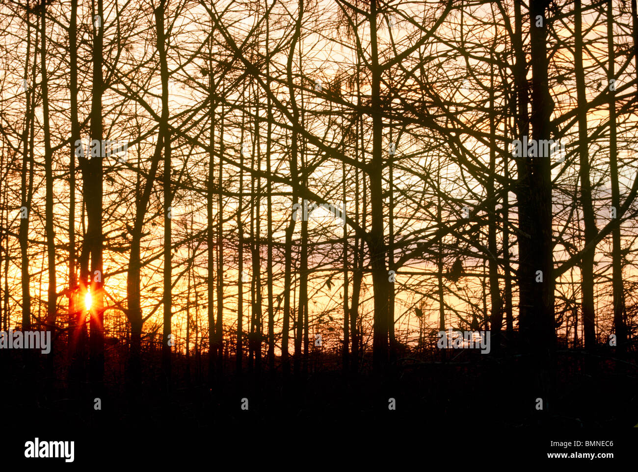 Interconnected trees hi-res stock photography and images - Alamy