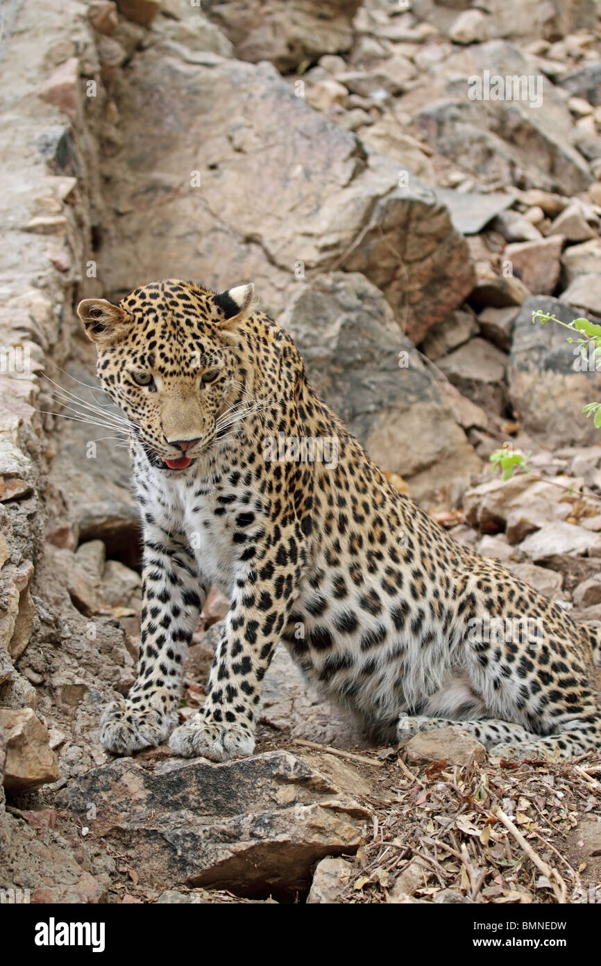 Picture of a leopard hi-res stock photography and images - Alamy