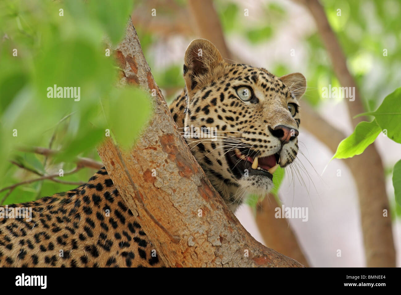Leopard on a tree. Picture taken in Ranthambhore National park, India ...