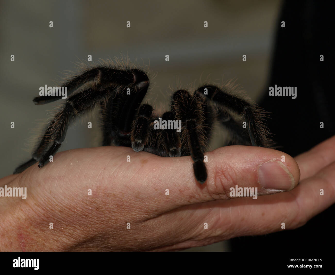 Tarantula In Hand Stock Photo - Alamy