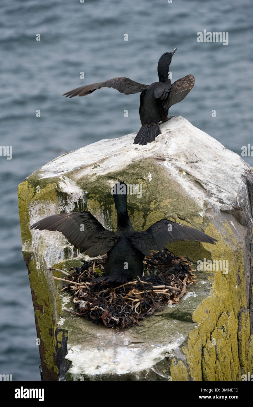 Shag defending nest hi-res stock photography and images - Alamy