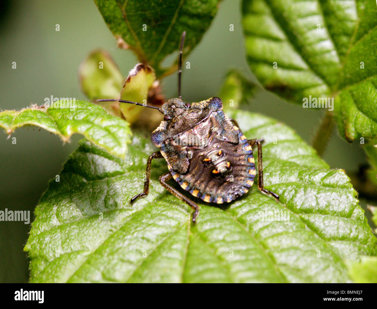 Insect instar hi-res stock photography and images - Alamy