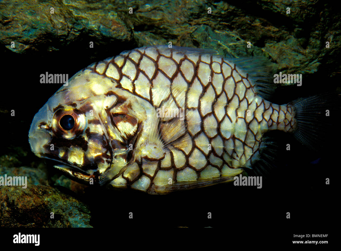 Pinecone fish, Monocentris japonica, captive Stock Photo - Alamy