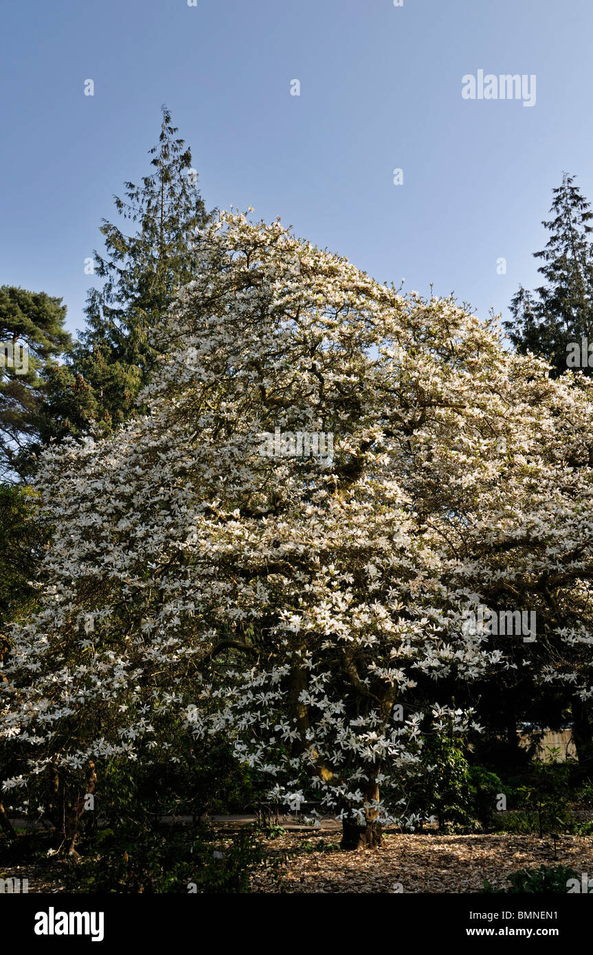 magnolia kobus tree blooming white pink blush flowers bloom blossom ...