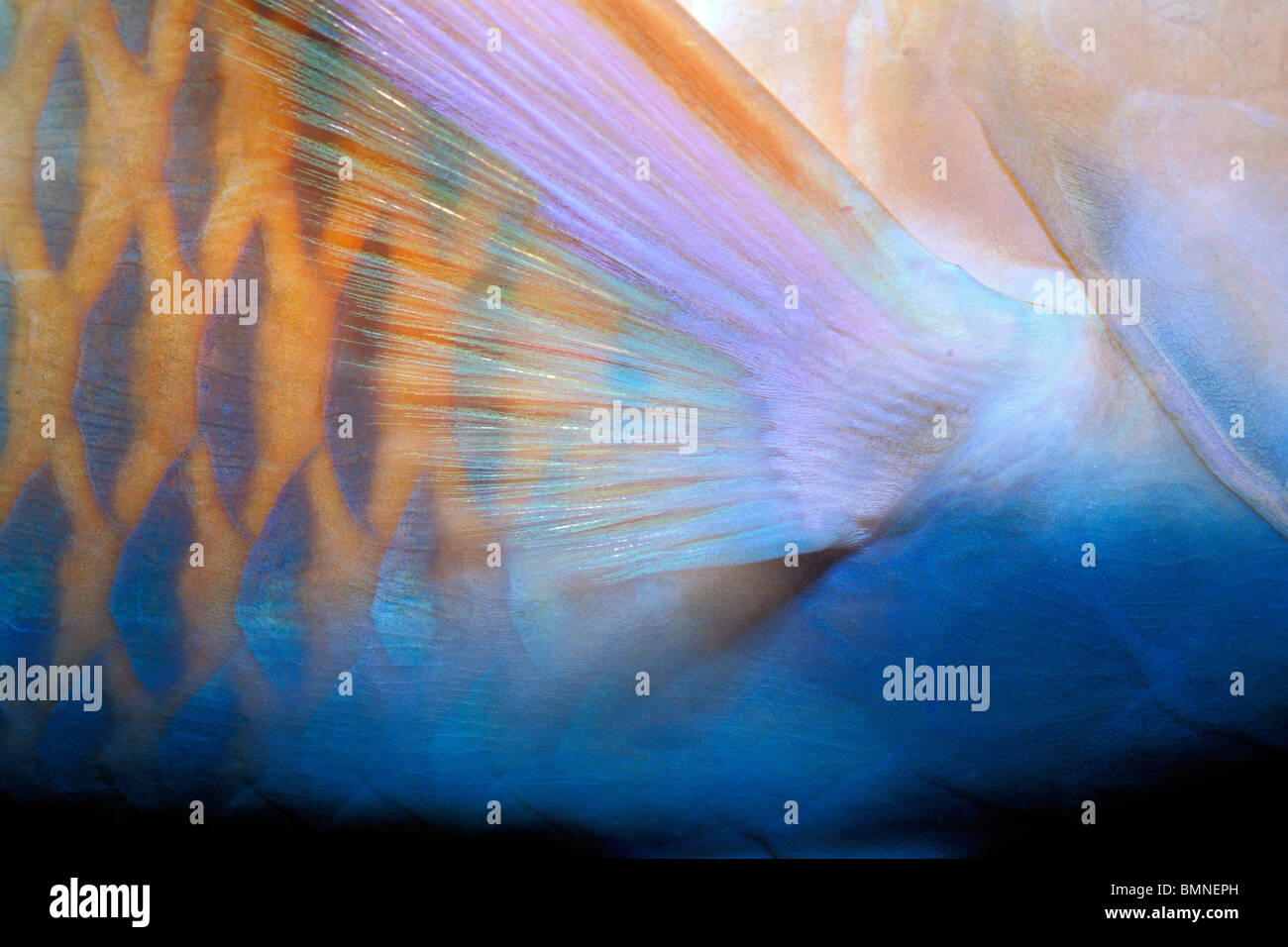 Longnose parrotfish hi-res stock photography and images - Alamy